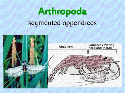 Body Symmetry Coelomate Symmetrical Acoelomate No Mesoderm Pseudocoelomate