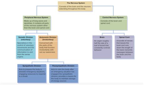 Psych Final Exam Flashcards Quizlet Psych Final Exam Flashcards Quizlet