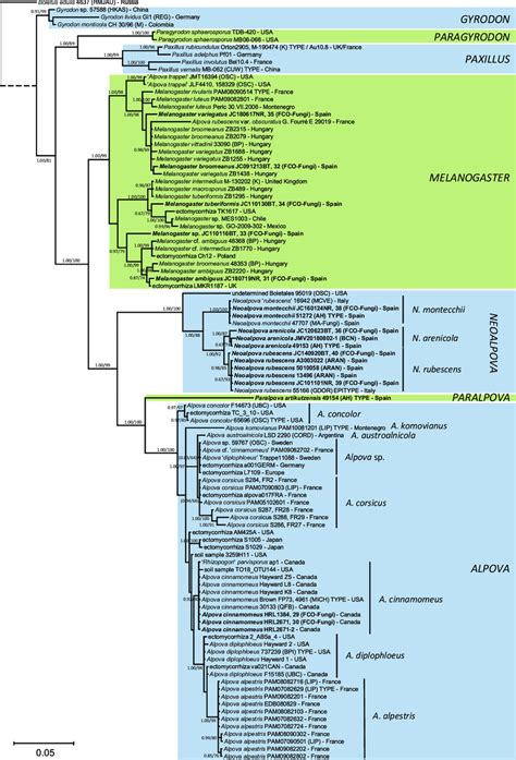 bayesian inference phylogram of combined its 28s and rpb2 nucleotide