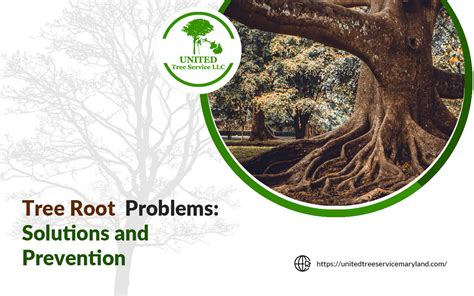 Tree Root Problems Effective Solutions And Prevention Tips