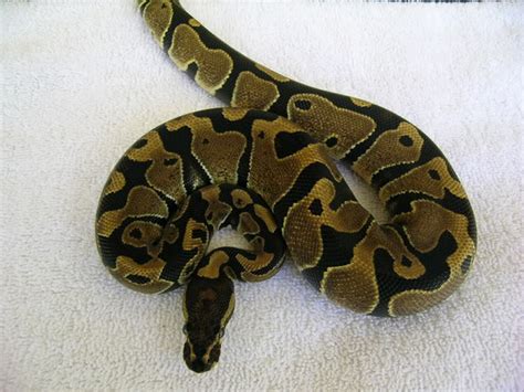 Morph List World Of Ball Pythons