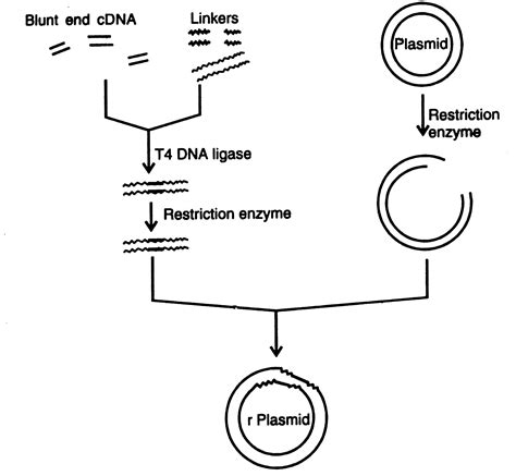 Insertion Vector Images At Vectorified Com