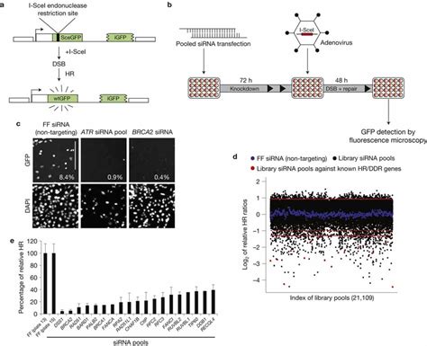 A Genome Wide Sirna Based Screen For Hr Genesa Schematic Of Dr Gfp