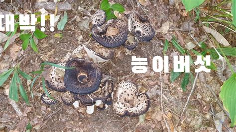 버섯산행 능이버섯 식용버섯 난초랑 Youtube