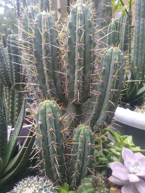 💪 Rtrichocereus