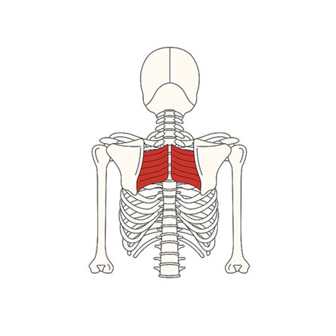 유토이미지 뼈와근육외복사근 벡터 일러스트