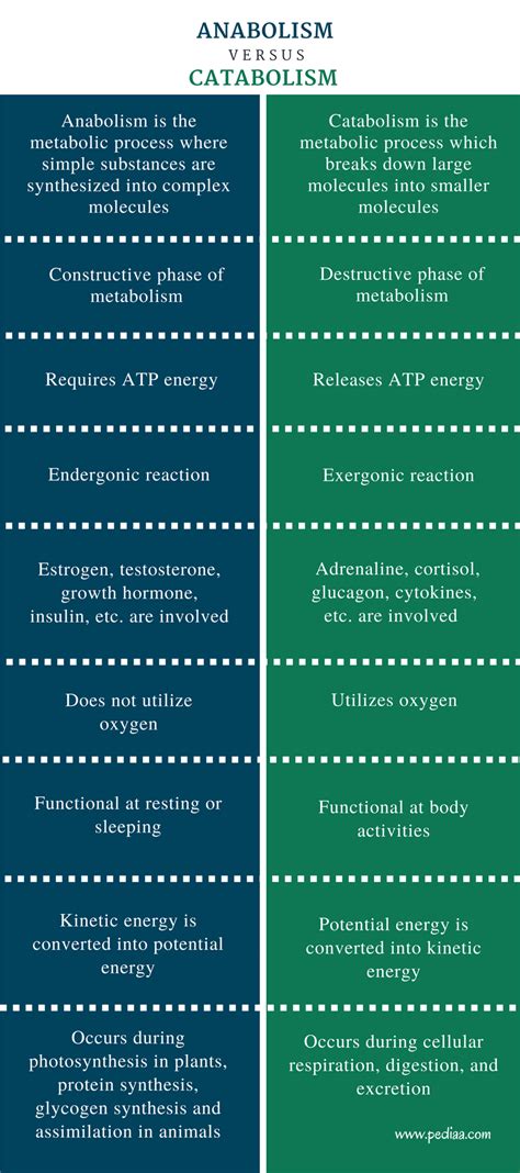 Difference Between Anabolism And Catabolism Pediaa