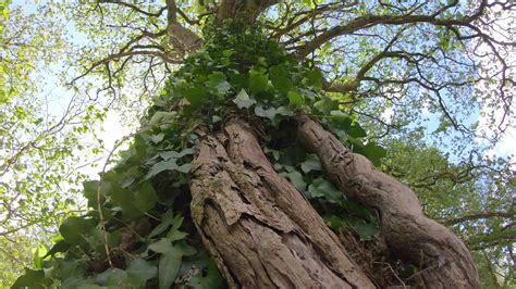 Treecreepers YouTube