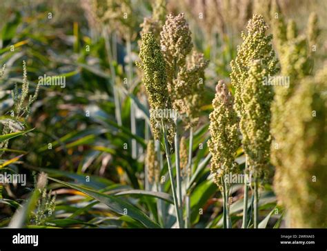 Bushes Cereal And Forage Sorghum Plant One Kind Of Mature And Grow On