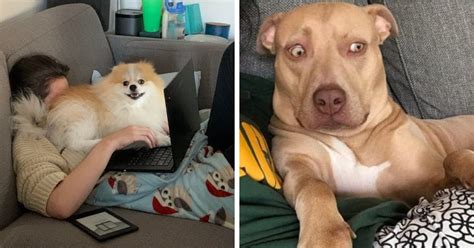 15 фотографий смешных и дурашливых собак которые не дают своим