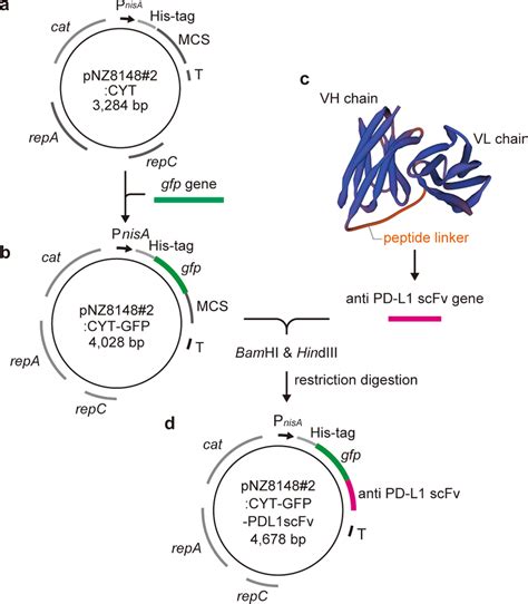 Scheme Of Plasmid Construction A The Lactococcal Gene Expression Download Scientific Diagram