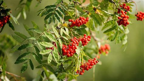 Горобина In 2022 Plants