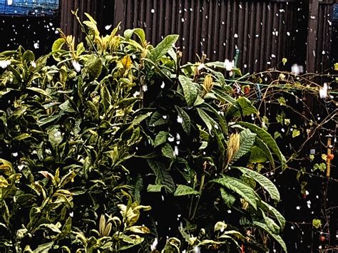 たぶん2度目の雪…… サリーの花笑み