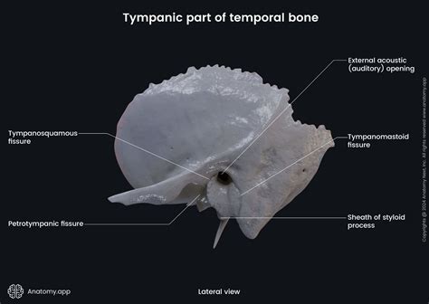 Temporal Bone Anatomy App