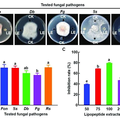 Inhibition Activity Of The Lipopeptide Extract Of Bacillus Download Scientific Diagram
