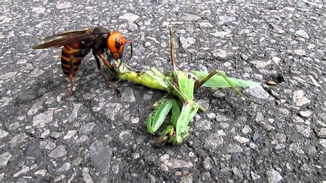 オオスズメバチ、ハラビロカマキリを丸めて団子にする Youtube