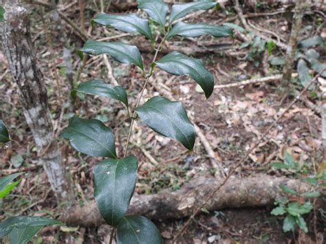 Small Leaved Supplejack From Brooweena Qld 4620 Australia On October 05 2022 At 11 16 Am By