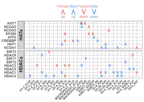 Sex Biased Regulation Of Histone Acetylation Download Scientific Diagram