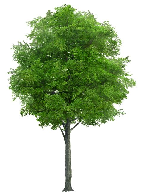 Tree PNG Transparent Tree PNG Images PlusPNG