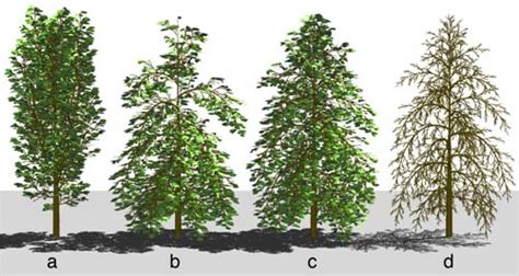 Analysis Of A Recursive Tree Model A Sample Tree Defined Using The