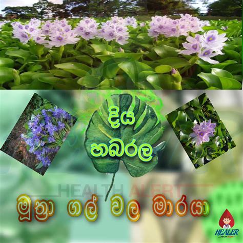 රෝග 25කට දියහබරලවලින් බේත්