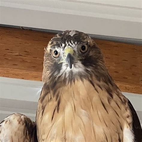 Chris Pine The Red Tailed Hawk At Yellowstone Wildlife Sanctuary