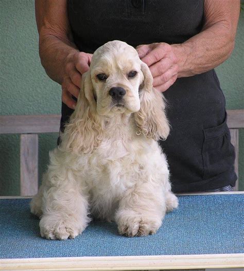 Classic Cocker Look And Trim American Cocker Spaniel Pup