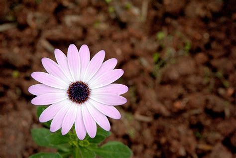 花 粉红色 Pixabay上的免费照片 Pixabay