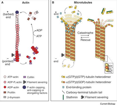 Why Did Evolution Favor Atp And Not Gtp Ttp Or Ctp