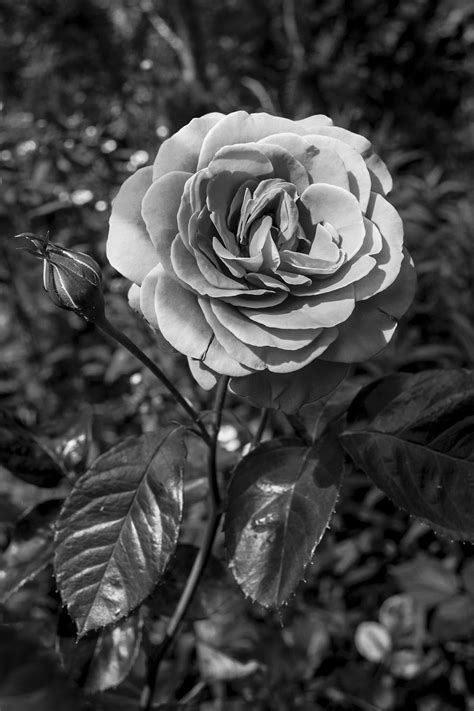 장미 검은 색 하얀색 Pixabay의 무료 사진 Pixabay