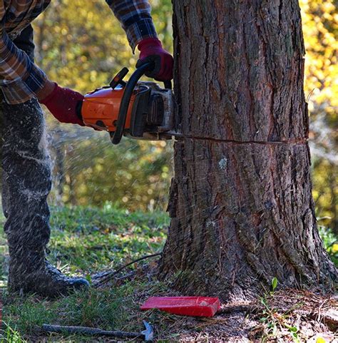 Tree Removal Services In Melbourne Safe And Reliable