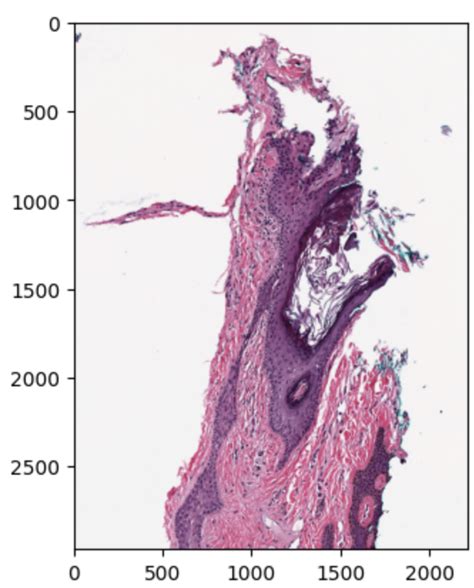 Image Resolution Wrongly Read In Tiffwsireader · Issue 452 · Tissueimageanalytics Tiatoolbox