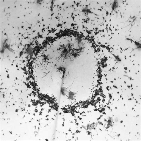 4 Mosquito Eggs Greenwich University Alternatively Through The Download Scientific Diagram