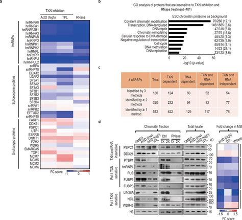 Dynamic Chromatin Associations Of Rbps Mediated By Transcription And Download Scientific