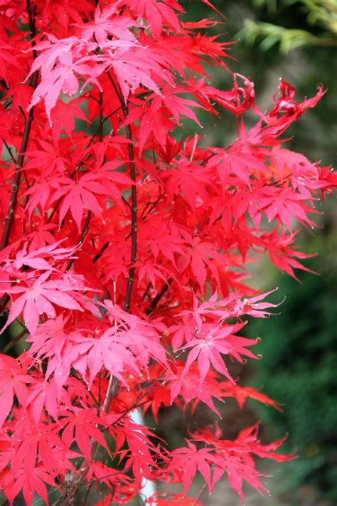 白雲山上秋色漸濃 每日頭條