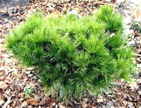 Pinus Strobus Elkins Dwarf Dwarf Eastern White Pine Kigi Nursery