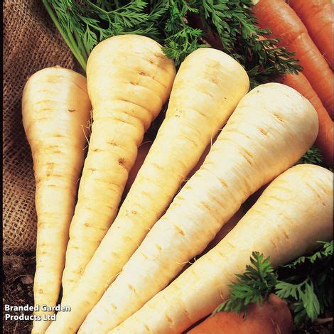 Parsnip Gladiator F1 Hybrid Seeds Thompson Morgan