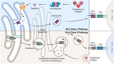 Frontiers Saprim A Semi Automated Protocol For Mid Throughput Immunopeptidomics