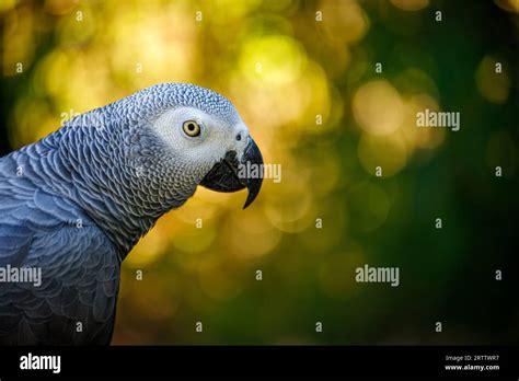 Portrait Of Grey Parrot Psittacus Erithacus Known As The Congo Grey