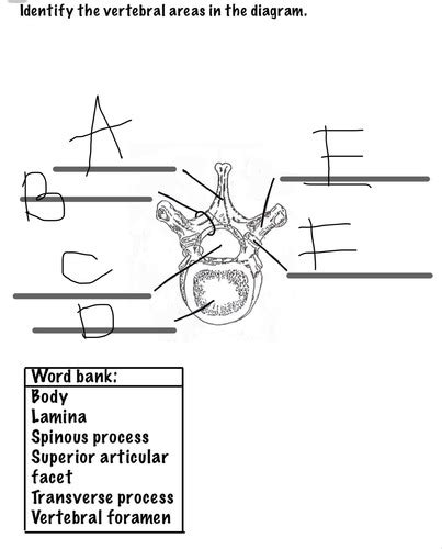 A P Lab Bones Test Flashcards Quizlet