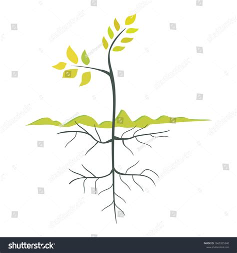 Fibrous Root Silhouette Illustration Plant Roots Stock Vector Royalty Free 1669335340
