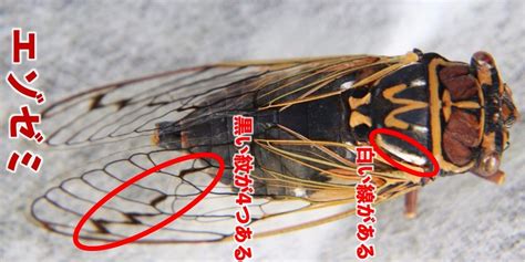 日本で見かけるセミ蝉の種類見やすい図鑑 スモールズー