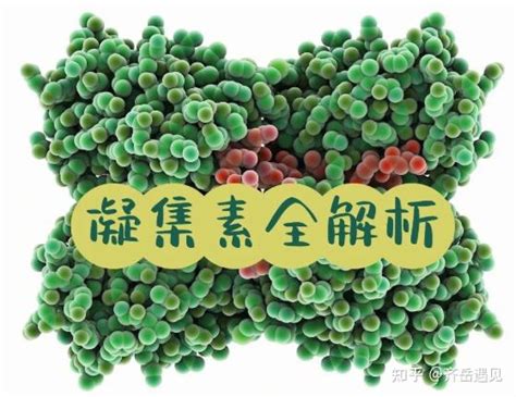 小麦胚凝集素 PEG 喜树碱 WGA PEG2000 CPT 知乎
