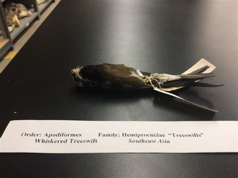 Bird Lab Exam Flashcards Quizlet