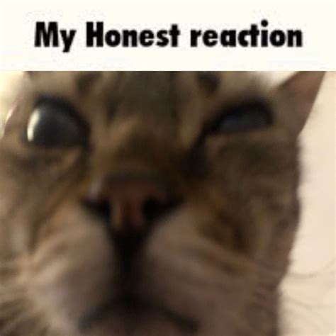My Honest Reaction Funny Cat Meme