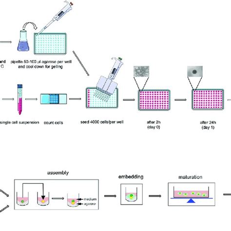 Paraffin Embedding Of Organoids A Organoids Placed Into A Cryomold Download Scientific