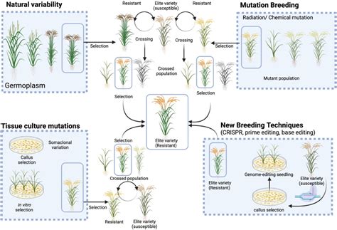Mutation Breeding Mutations In Crop Improvement Biology Notes Online