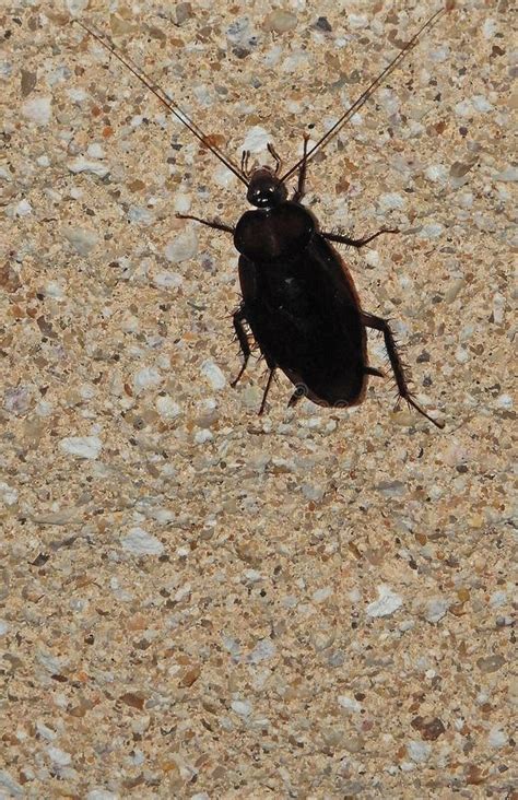 Black Cockroach Climbs Up Stone Foundation Wall Stock Image Image Of Black Large 353619761