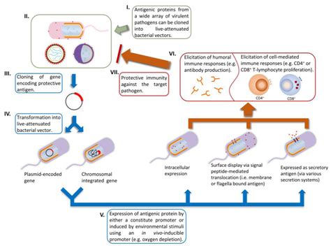 Recombinant Dna Flu Vaccine At David Bacon Blog