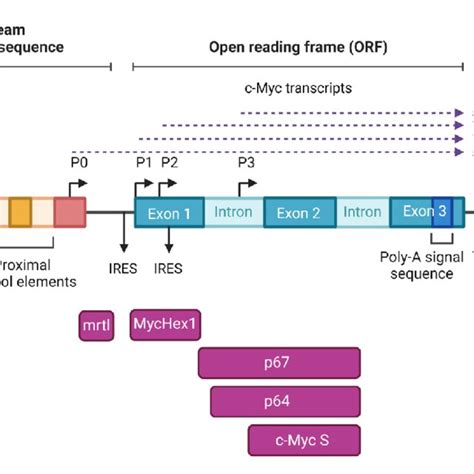 Schematic Representation Of The Protein Structures Encoded By The C Myc